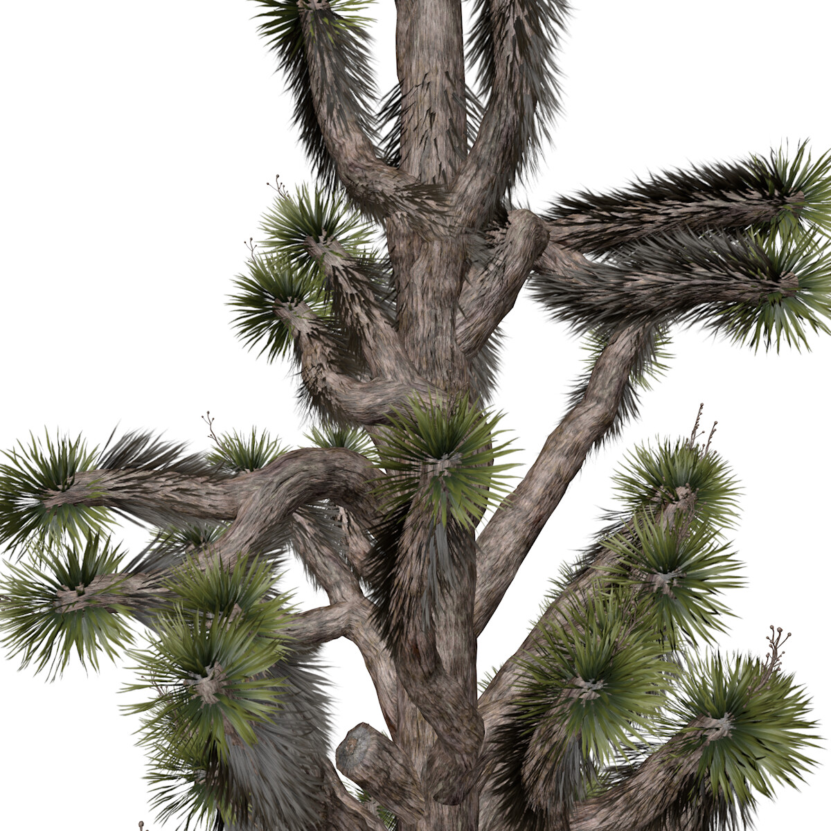 ArtStation - Joshua Tree #04 - High Poly Tree (3D Model) | Game Assets