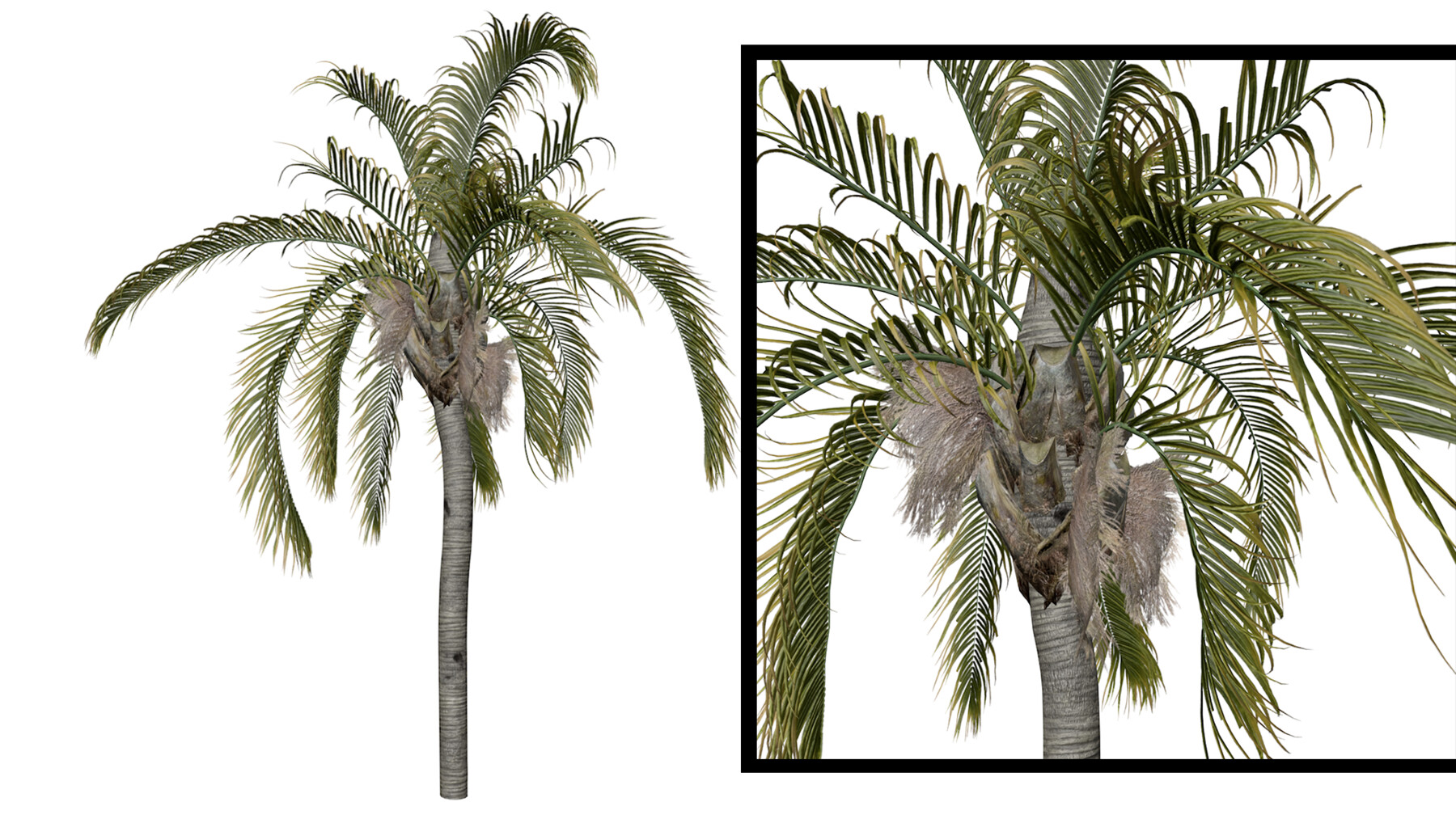 ArtStation - Queen Palm #05 - High Poly Tree (3D Model) | Game Assets