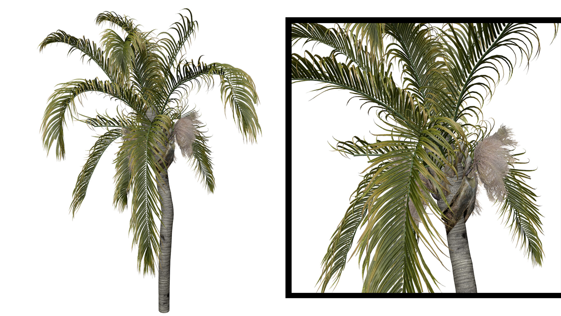 ArtStation - Queen Palm #06 - High Poly Tree (3D Model) | Game Assets