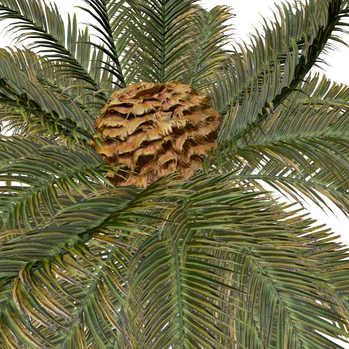ArtStation - Sago Palm #02 - High Poly Tree (3D Model) | Game Assets