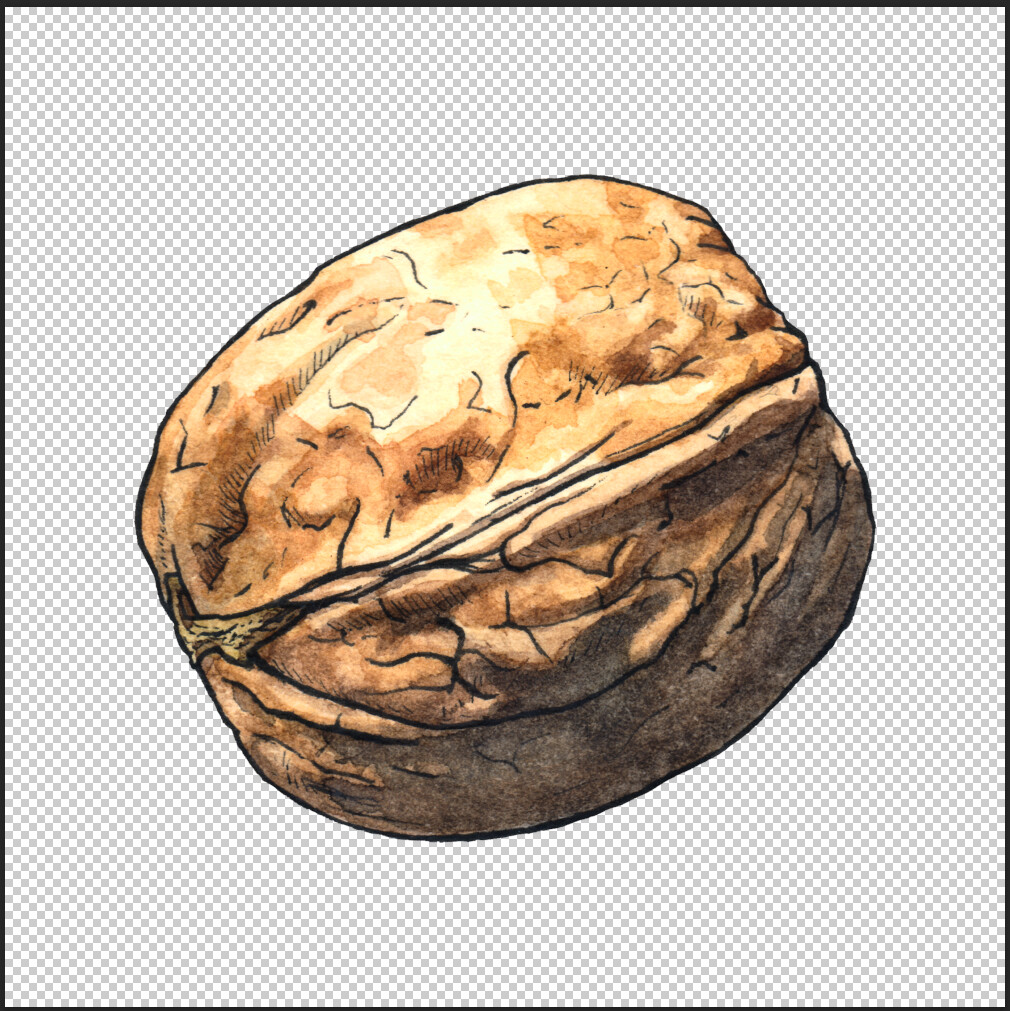 ArtStation - Watercolor walnut illustrations - PNG Cutout | Artworks