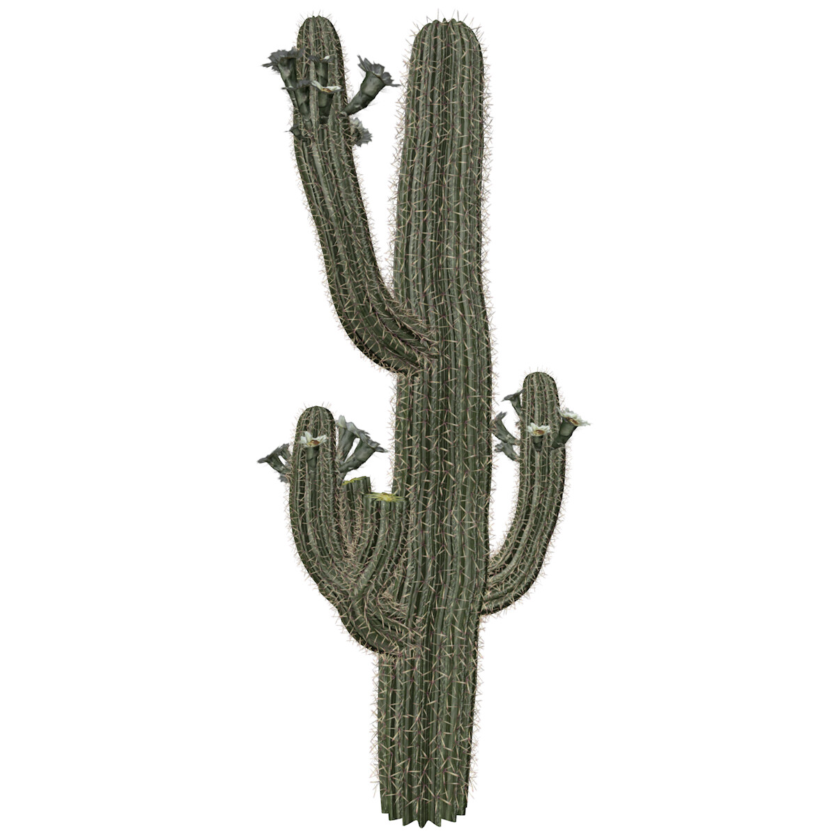 ArtStation - Saguaro Cactus #05 - High Poly Plant (3D Model) | Game Assets