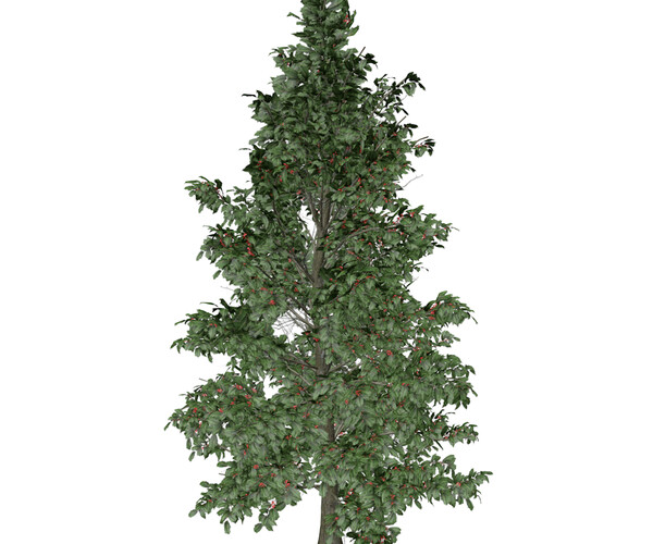 ArtStation - American Holly #01 - High Poly Tree (3D Model) | Game Assets