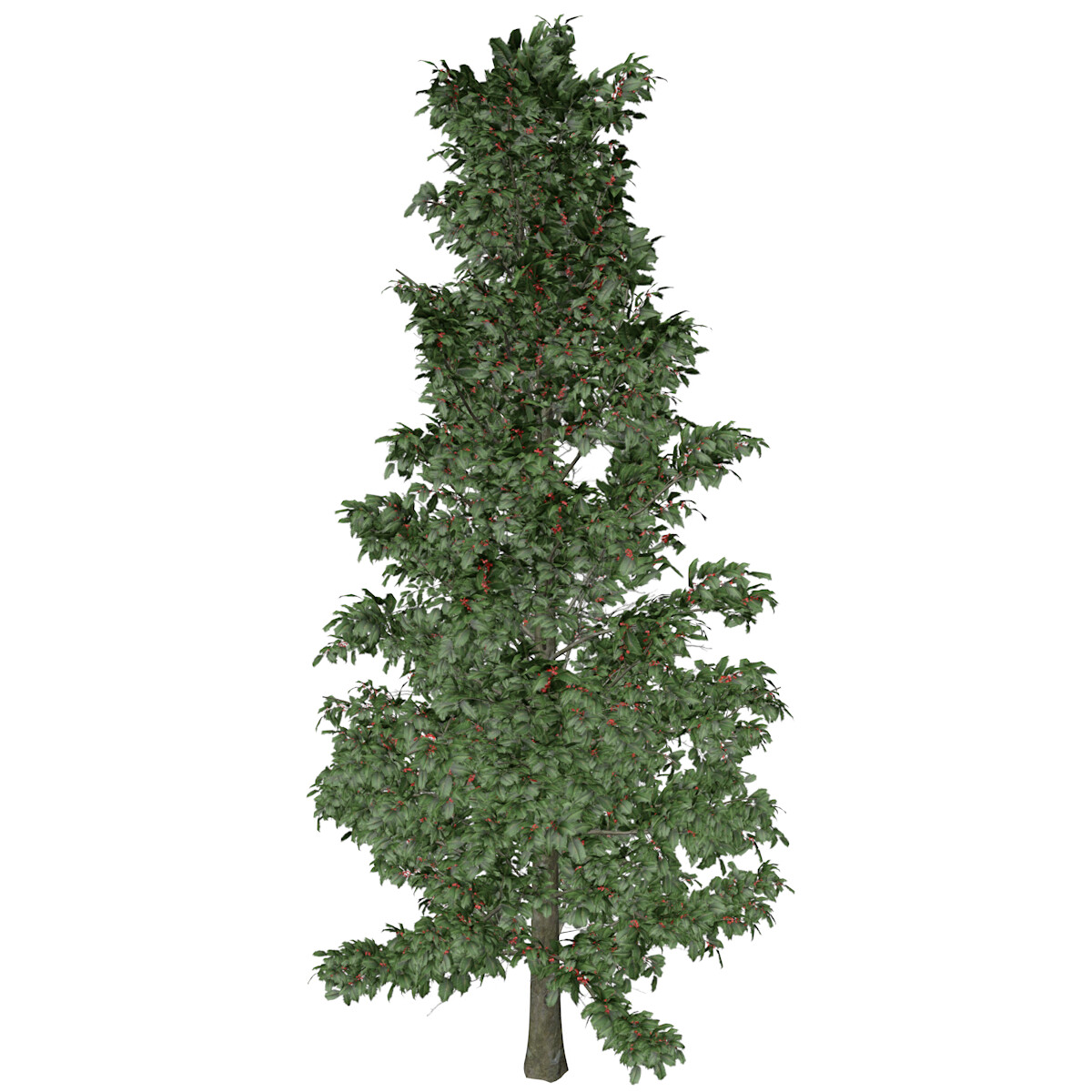 ArtStation - American Holly #02 - High Poly Tree (3D Model) | Game Assets