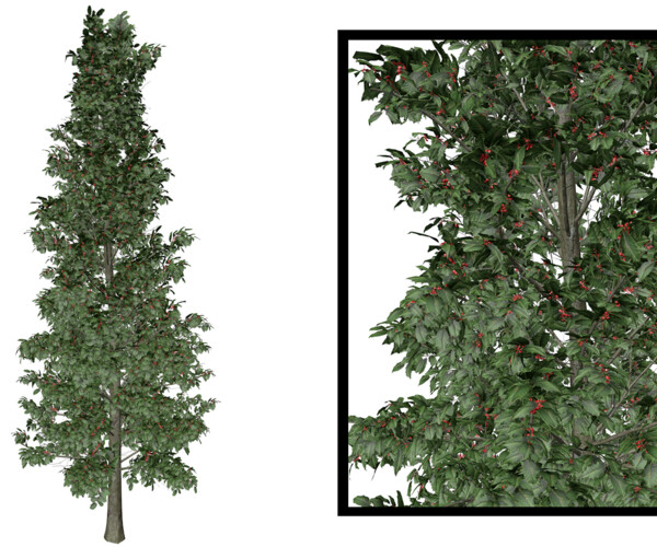 ArtStation - American Holly #03 - High Poly Tree (3D Model) | Game Assets