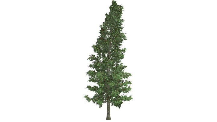 ArtStation - American Holly #03 - High Poly Tree (3D Model) | Game Assets