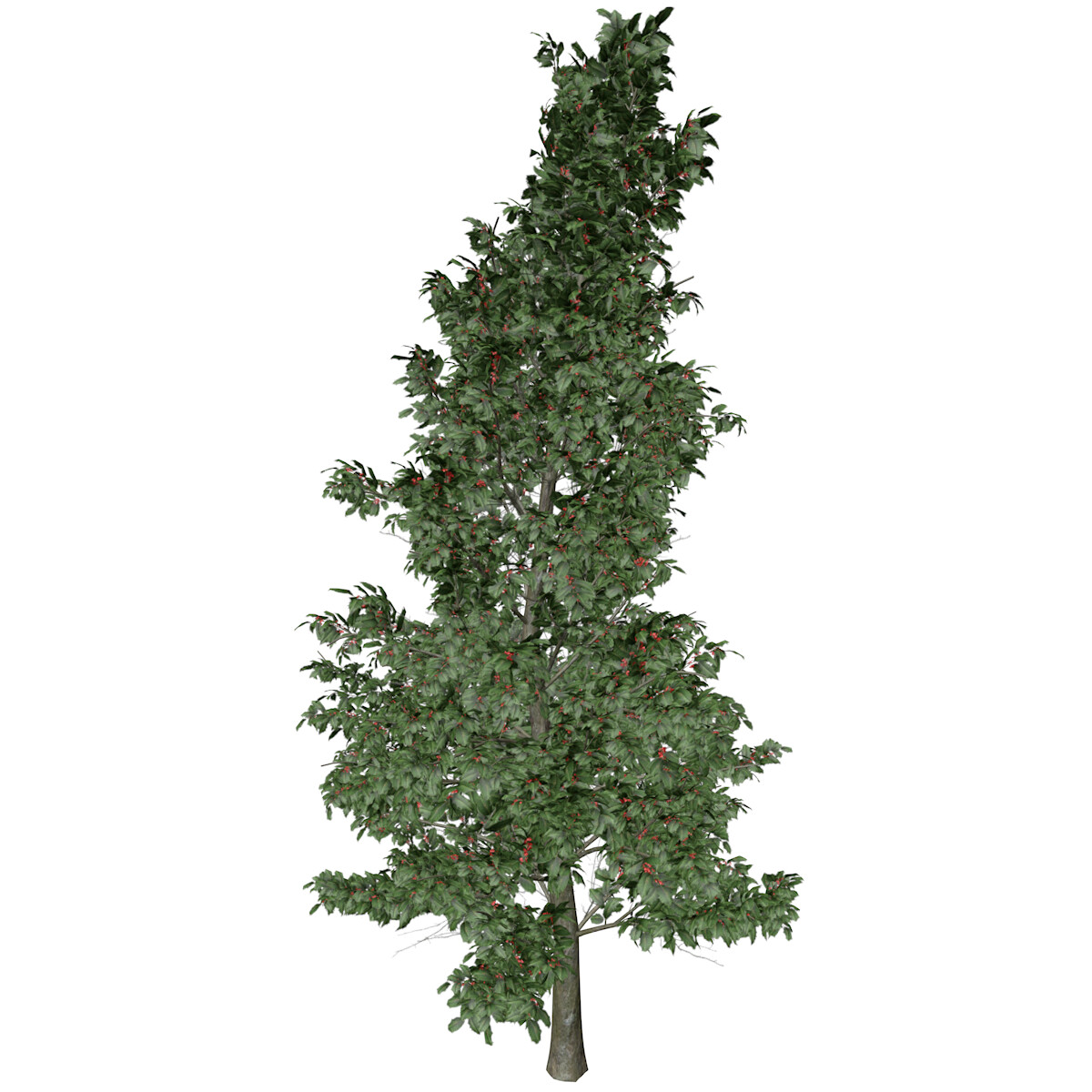 ArtStation - American Holly #04 - High Poly Tree (3D Model) | Game Assets