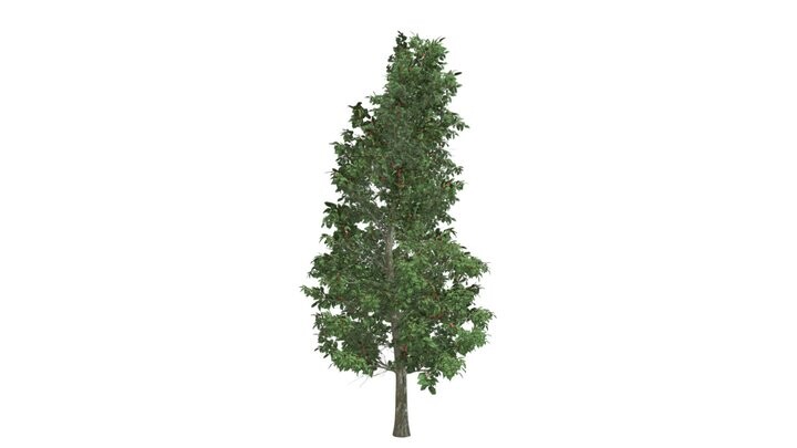 ArtStation - American Holly #04 - High Poly Tree (3D Model) | Game Assets