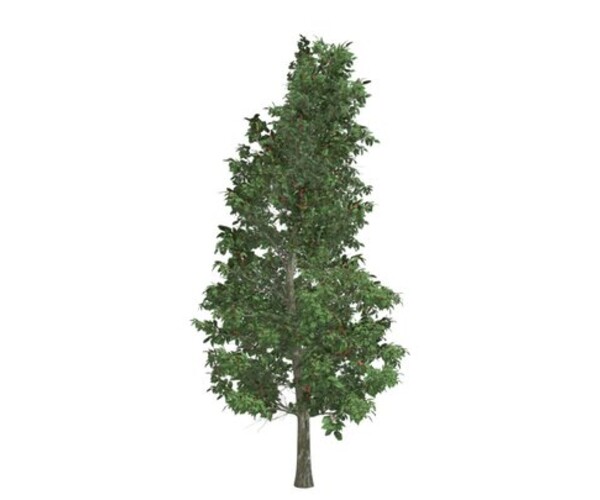 ArtStation - American Holly #04 - High Poly Tree (3D Model) | Game Assets