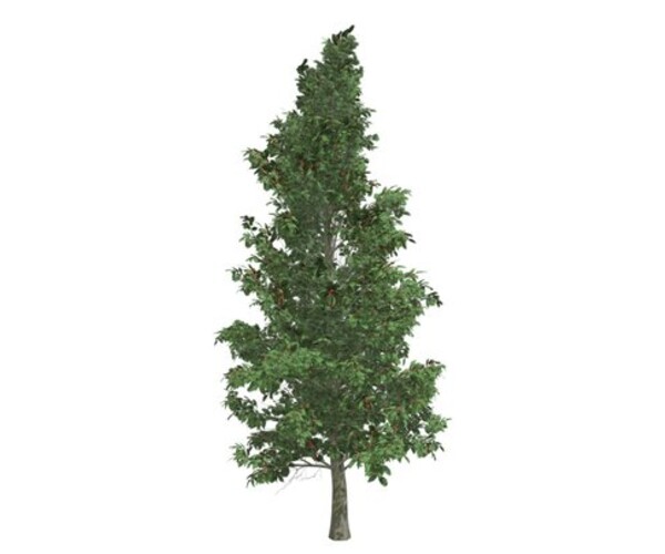 ArtStation - American Holly #06 - High Poly Tree (3D Model) | Game Assets