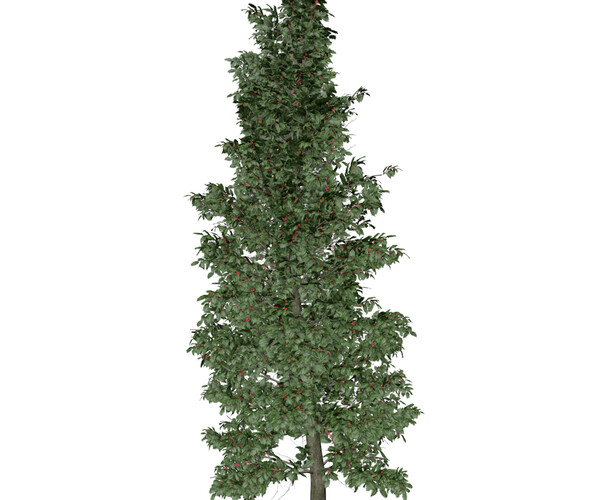 ArtStation - American Holly #08 - High Poly Tree (3D Model) | Game Assets