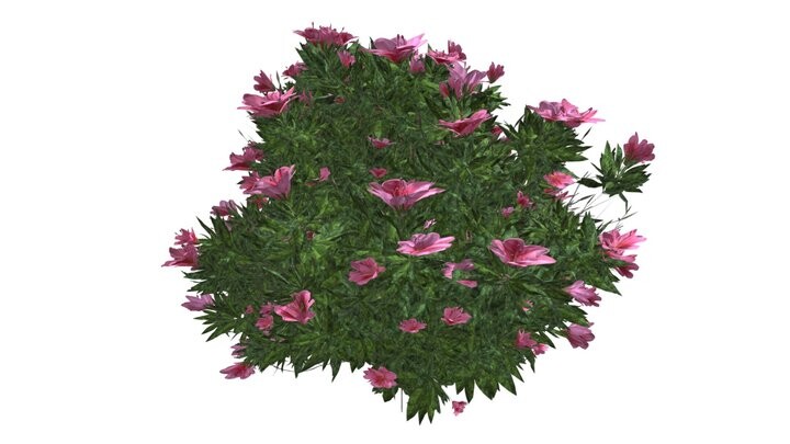 ArtStation - Azalea Shrub (pink flowers) #04 - High Poly Shrub (3D ...