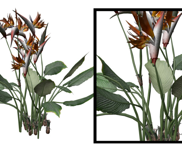 ArtStation - Bird of Paradise Flower #03 - High Poly Flower (3D Model ...