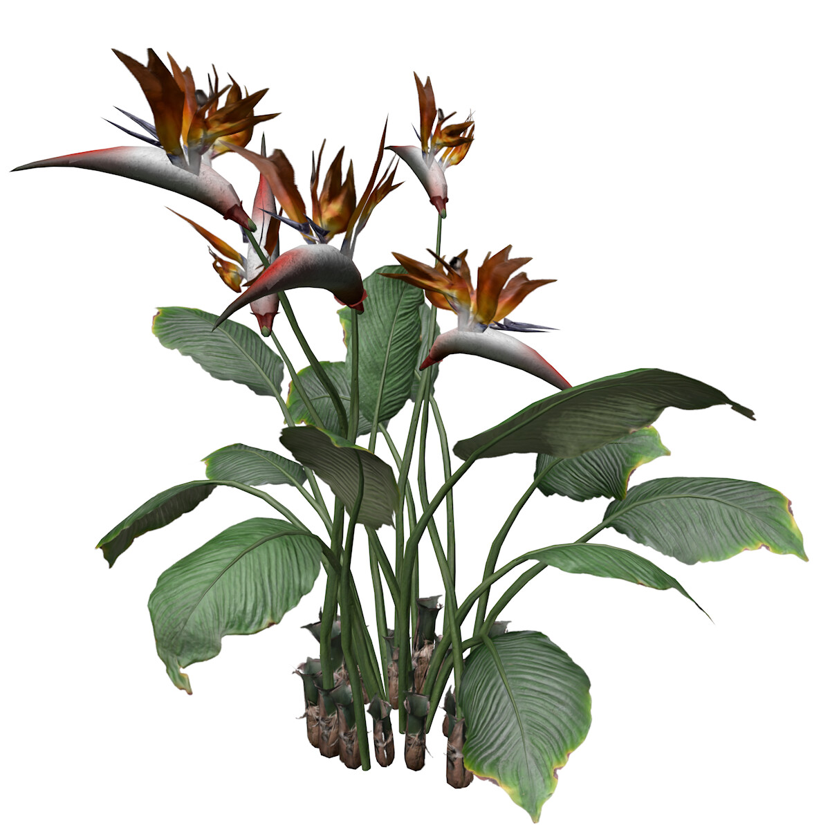 ArtStation - Bird of Paradise Flower #07 - High Poly Flower (3D Model ...