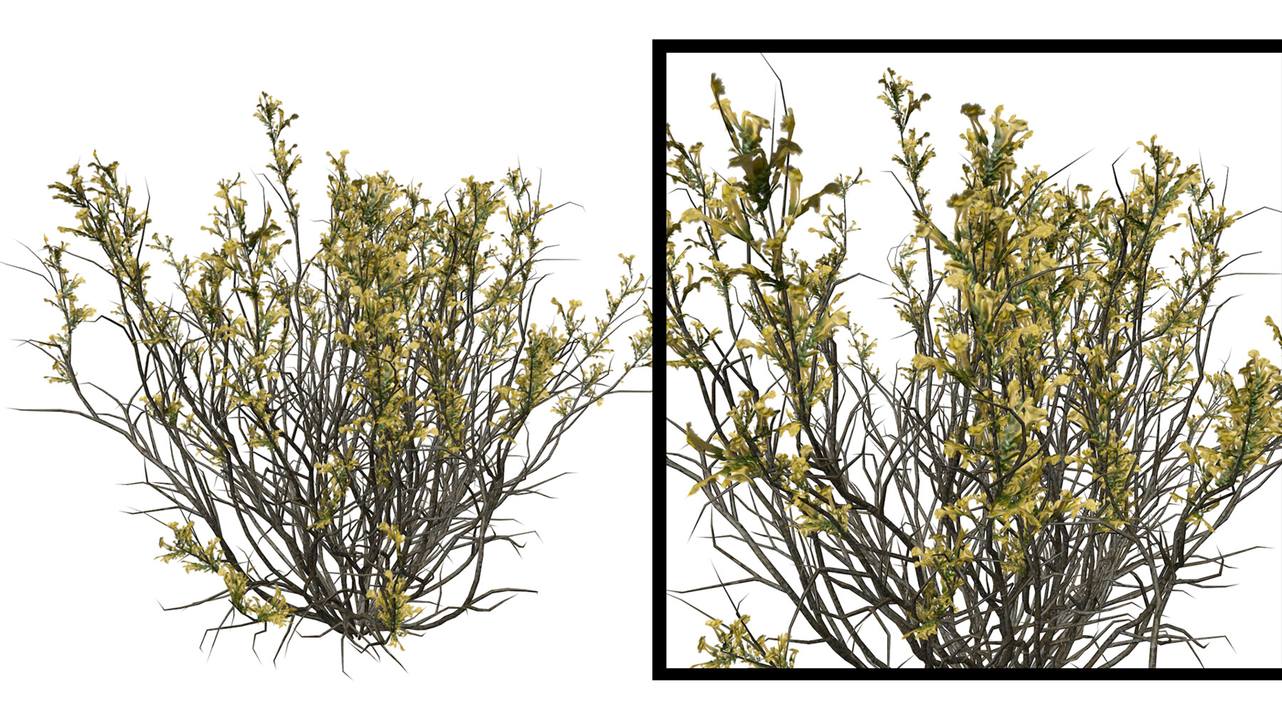 ArtStation - Broom Snakeweed (Flowers) #01 - High Poly Plant (3D Model ...