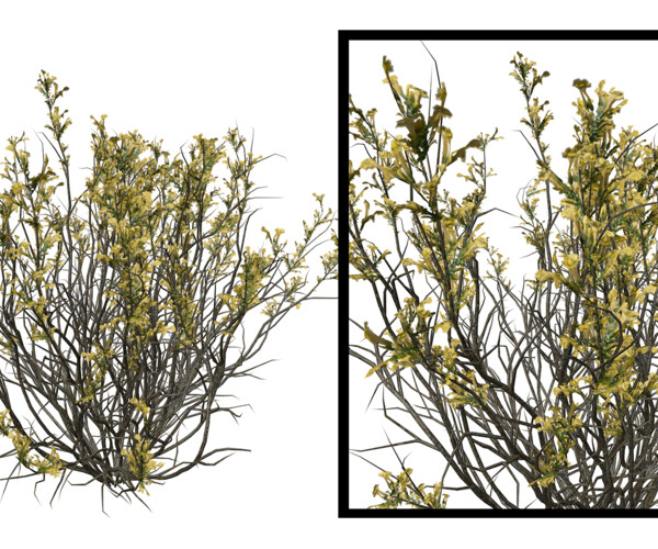 ArtStation - Broom Snakeweed (Flowers) #01 - High Poly Plant (3D Model ...