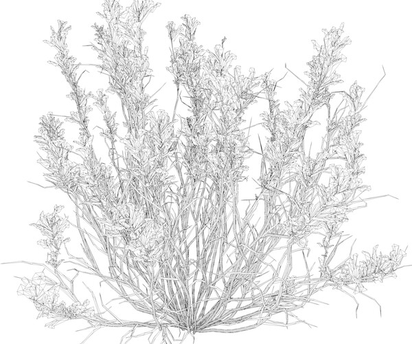 ArtStation - Broom Snakeweed (Flowers) #02 - High Poly Plant (3D Model ...