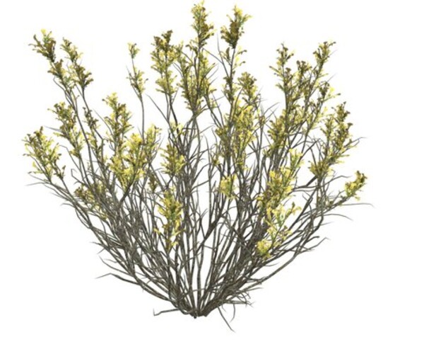 ArtStation - Broom Snakeweed (Flowers) #02 - High Poly Plant (3D Model ...