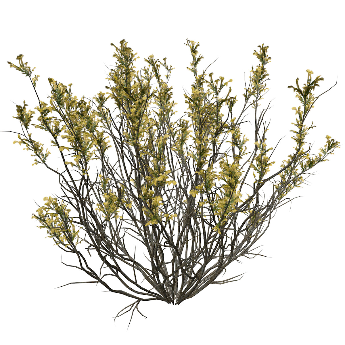 ArtStation - Broom Snakeweed (Flowers) #03 - High Poly Plant (3D Model ...