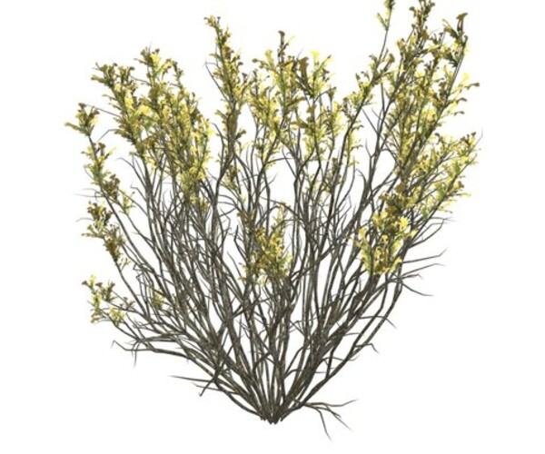 ArtStation - Broom Snakeweed (Flowers) #03 - High Poly Plant (3D Model ...