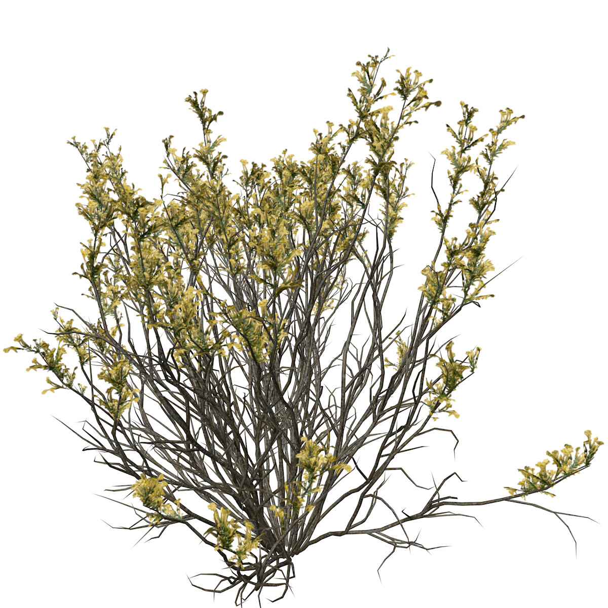 ArtStation - Broom Snakeweed (Flowers) #04 - High Poly Plant (3D Model ...