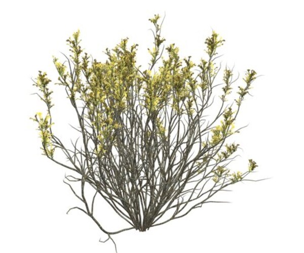 ArtStation - Broom Snakeweed (Flowers) #05 - High Poly Plant (3D Model ...