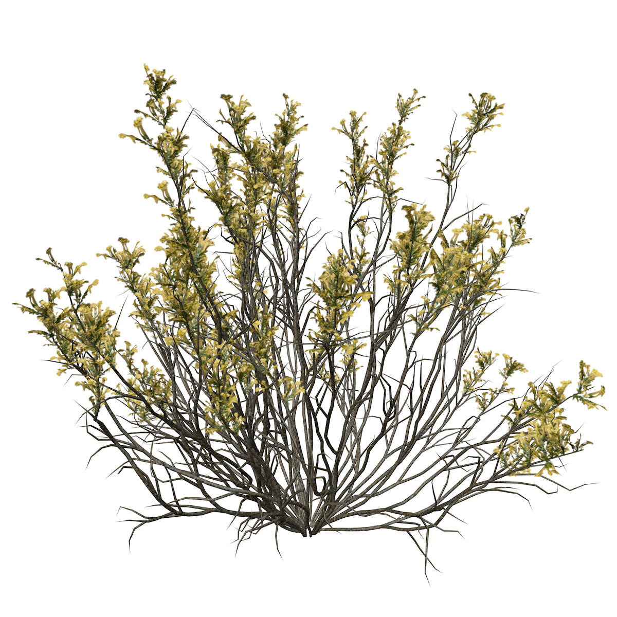 ArtStation - Broom Snakeweed (Flowers) #06 - High Poly Plant (3D Model ...