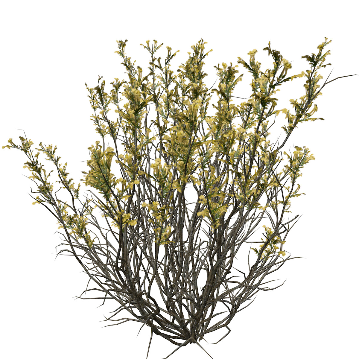 ArtStation - Broom Snakeweed (Flowers) #07 - High Poly Plant (3D Model ...