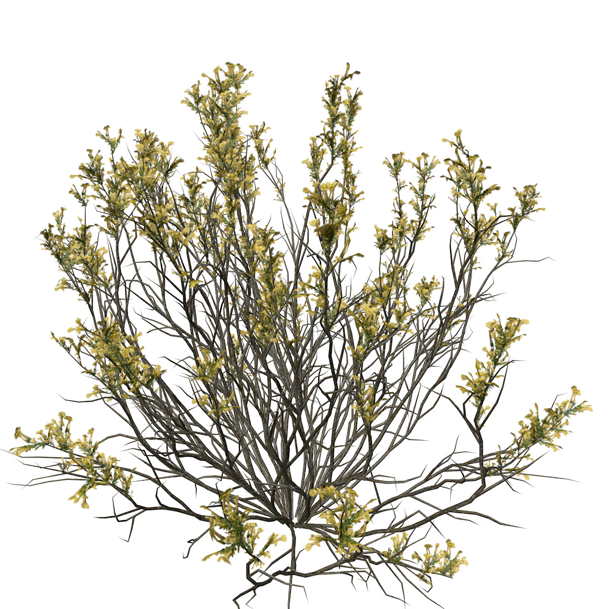 ArtStation - Broom Snakeweed (Flowers) #08 - High Poly Plant (3D Model ...