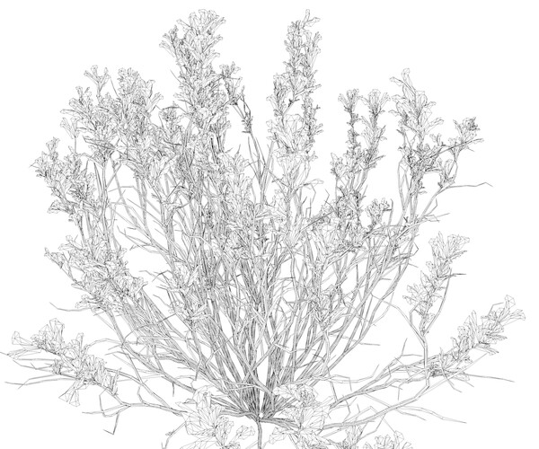 ArtStation - Broom Snakeweed (Flowers) #08 - High Poly Plant (3D Model ...