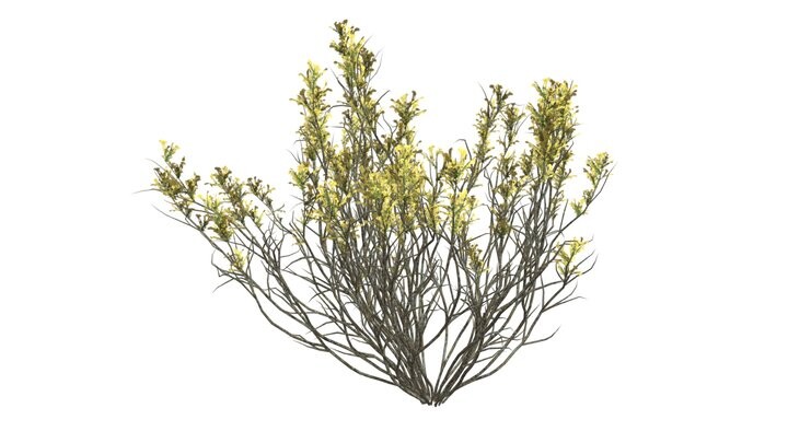 ArtStation - Broom Snakeweed (Flowers) #09 - High Poly Plant (3D Model ...