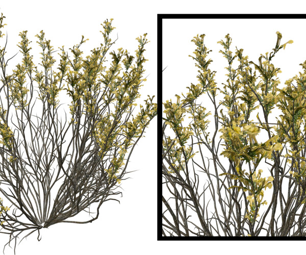ArtStation - Broom Snakeweed (Flowers) #10 - High Poly Plant (3D Model ...