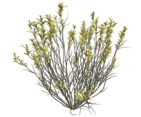 ArtStation - Broom Snakeweed (Flowers) #10 - High Poly Plant (3D Model ...