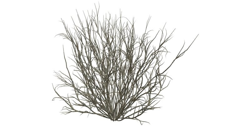 ArtStation - Broom Snakeweed #02 - High Poly Plant (3D Model) | Game Assets