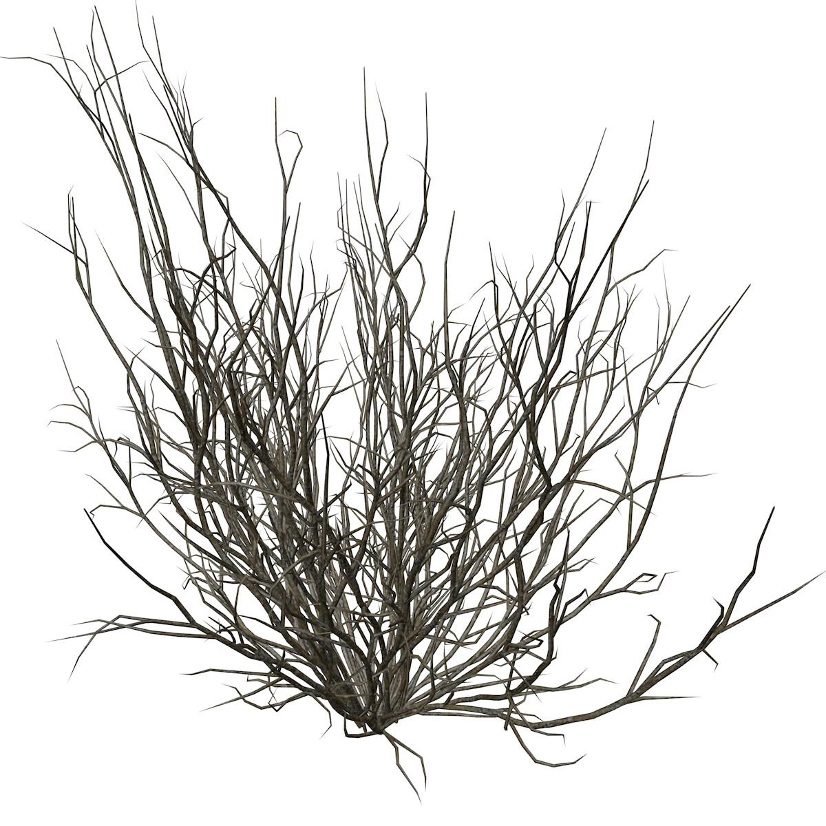 ArtStation - Broom Snakeweed #04 - High Poly Plant (3D Model) | Game Assets