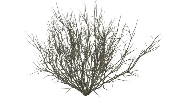 ArtStation - Broom Snakeweed #09 - High Poly Plant (3D Model) | Game Assets