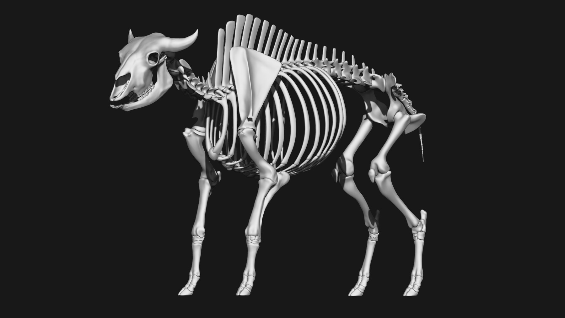 ArtStation - Bison skeleton | Resources