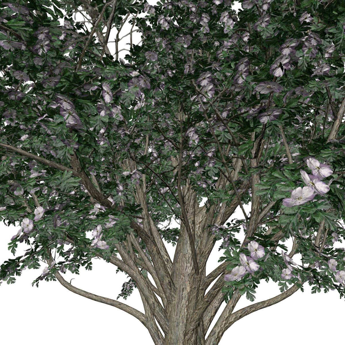 ArtStation - Common Hawthorn #02 - High Poly Tree (3D Model) | Game Assets