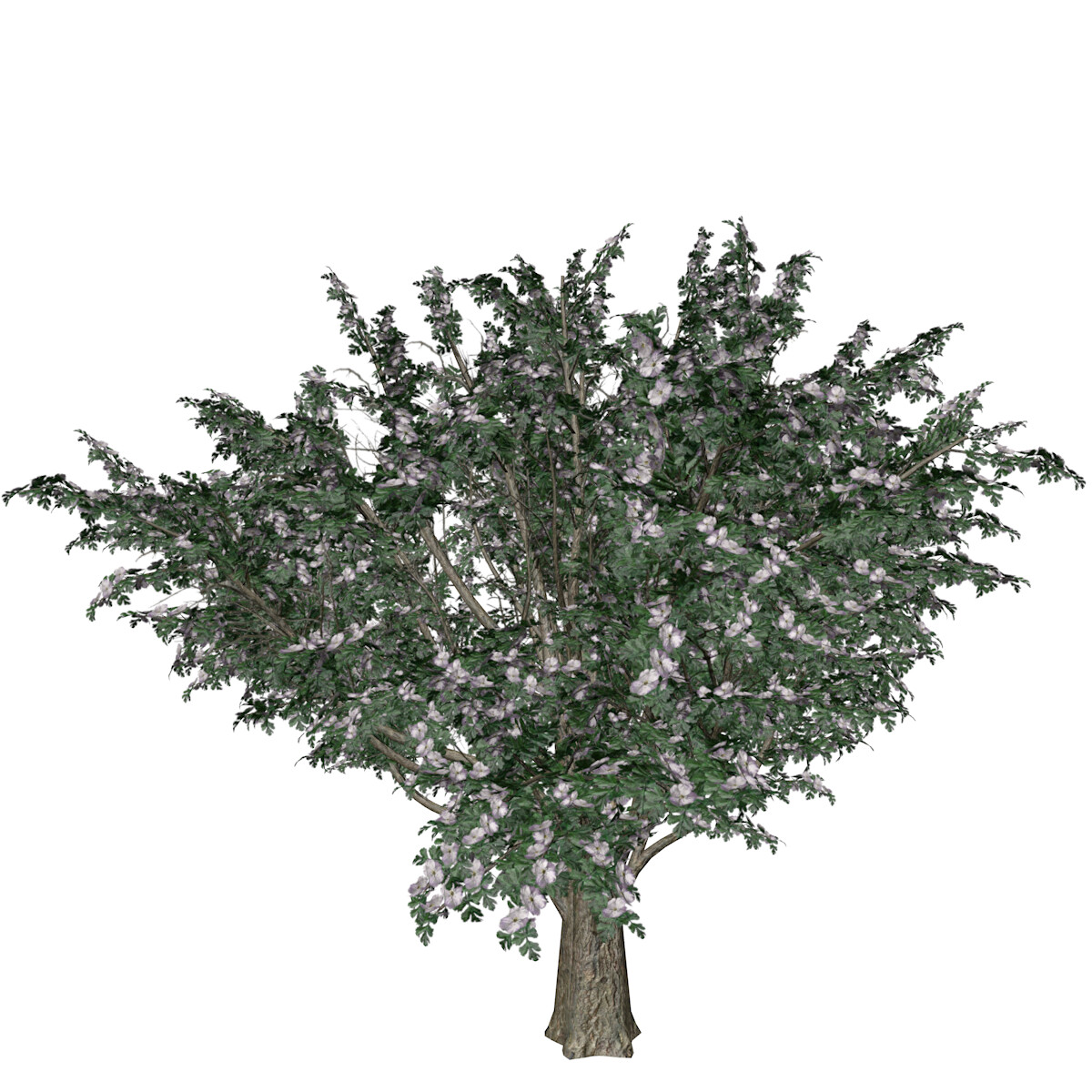 ArtStation - Common Hawthorn #04 - High Poly Tree (3D Model) | Game Assets