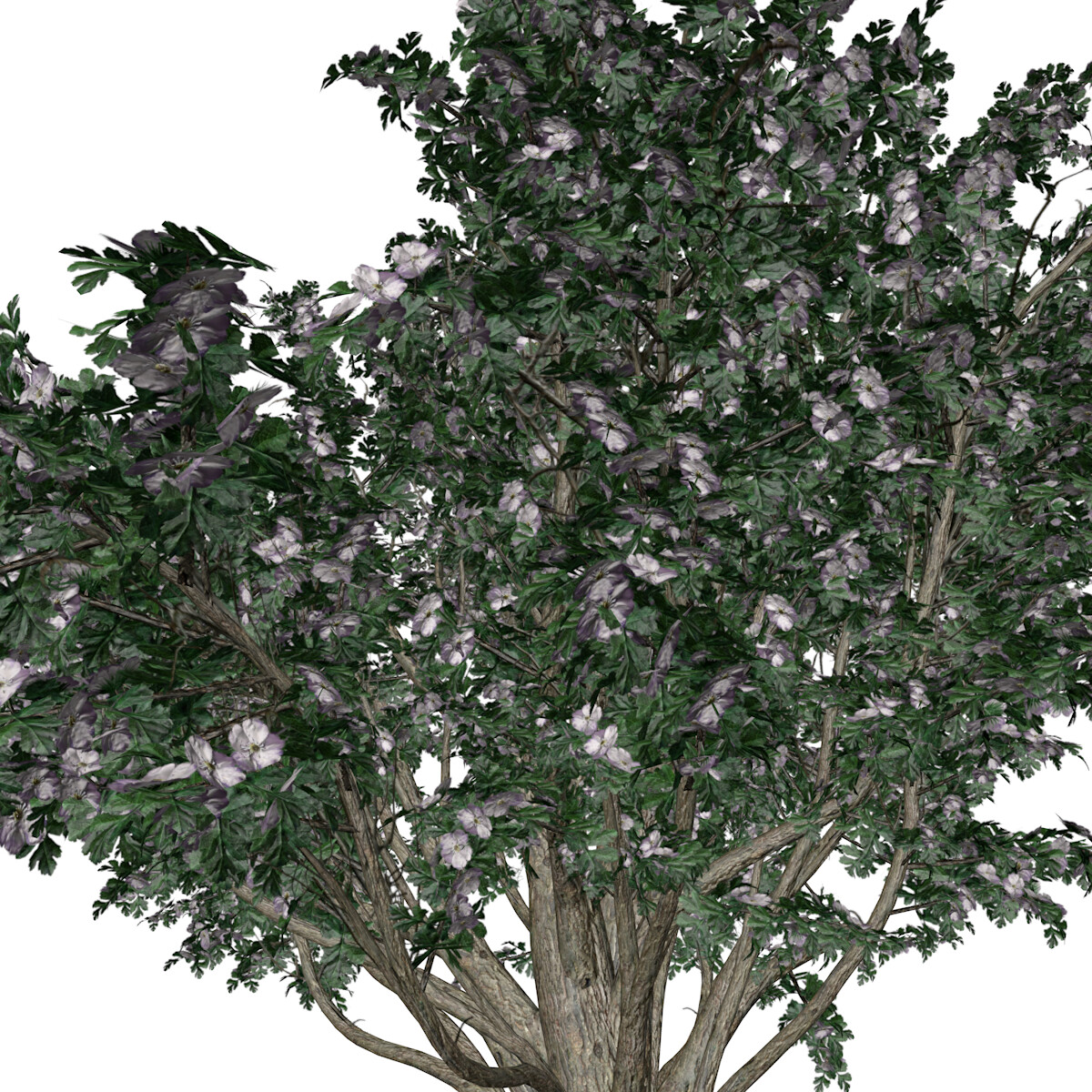 ArtStation - Common Hawthorn #04 - High Poly Tree (3D Model) | Game Assets