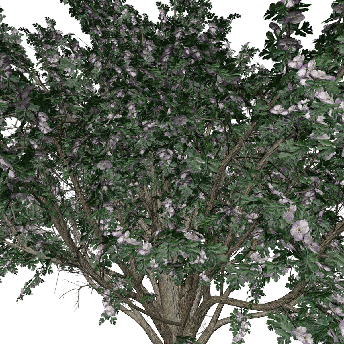 ArtStation - Common Hawthorn #05 - High Poly Tree (3D Model) | Game Assets