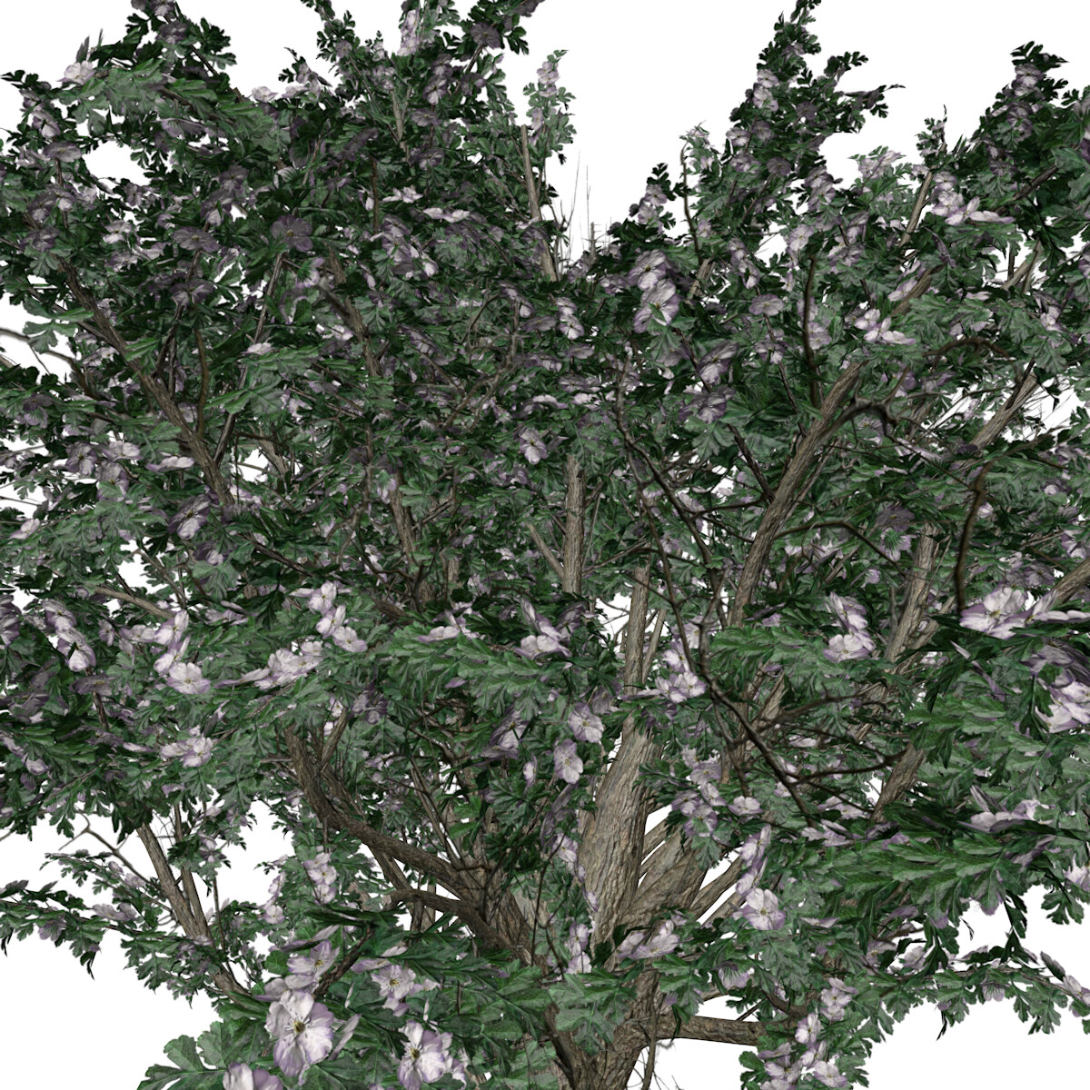 ArtStation - Common Hawthorn #07 - High Poly Tree (3D Model) | Game Assets