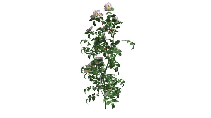 ArtStation - Dog Rose Flower #01 - High Poly Plant (3D Model) | Game Assets