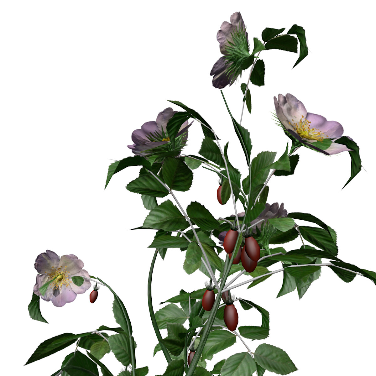 ArtStation - Dog Rose Flower #01 - High Poly Plant (3D Model) | Game Assets
