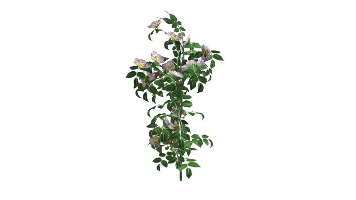 ArtStation - Dog Rose Flower #02 - High Poly Plant (3D Model) | Game Assets