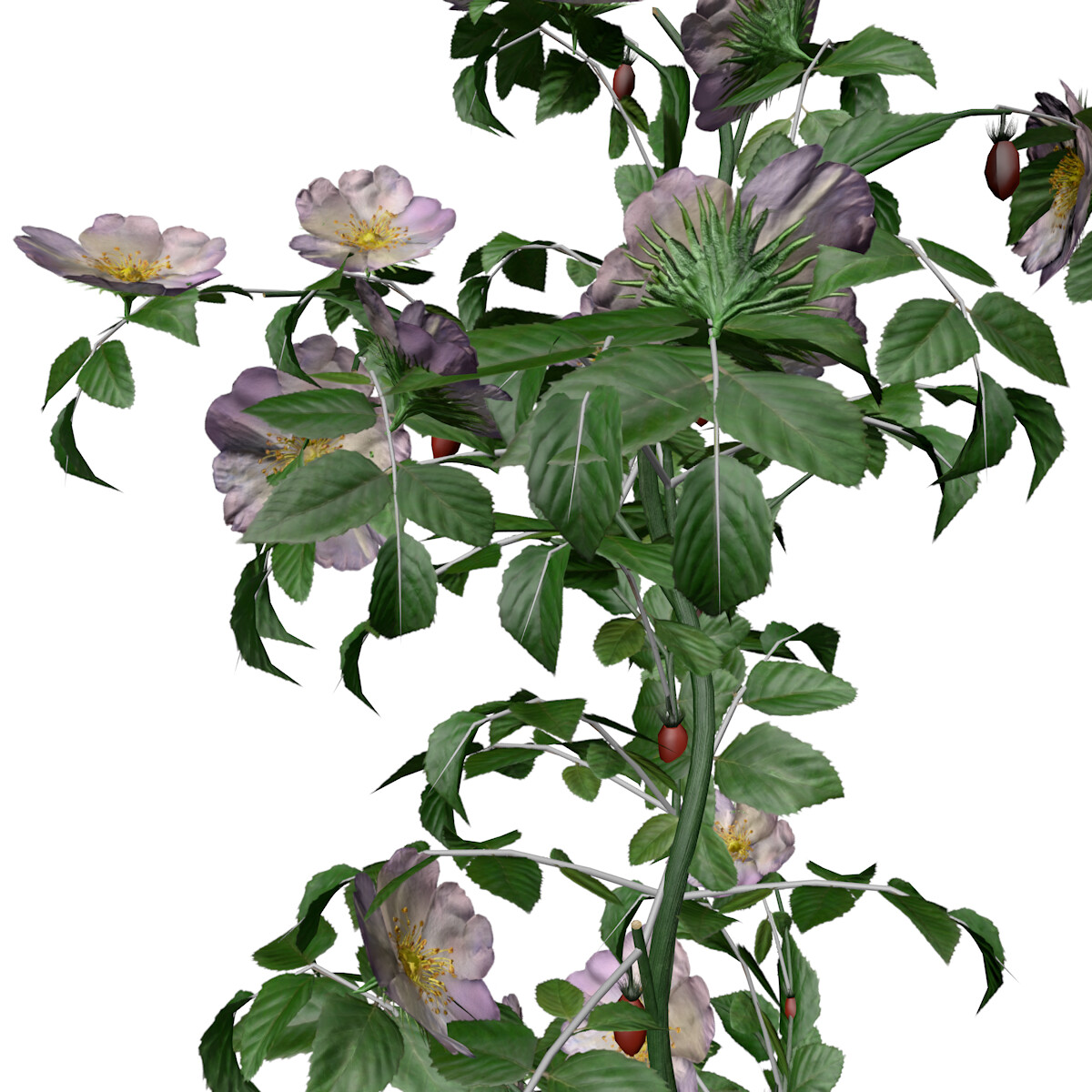 ArtStation - Dog Rose Flower #02 - High Poly Plant (3D Model) | Game Assets