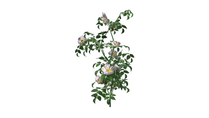 ArtStation - Dog Rose Flower #05 - High Poly Plant (3D Model) | Game Assets