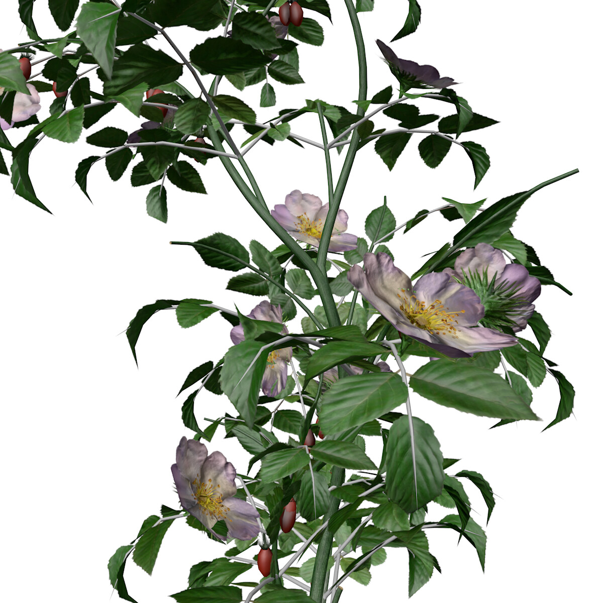 ArtStation - Dog Rose Flower #05 - High Poly Plant (3D Model) | Game Assets