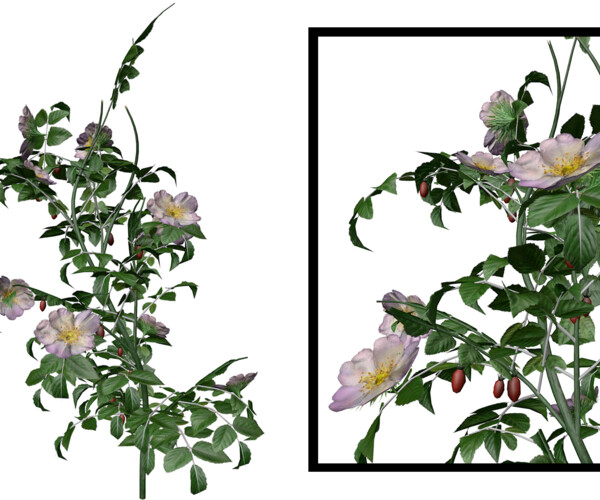 ArtStation - Dog Rose Flower #07 - High Poly Plant (3D Model) | Game Assets