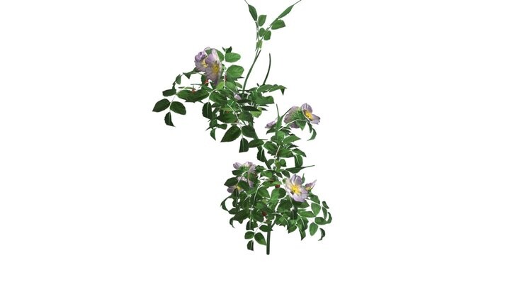 ArtStation - Dog Rose Flower #07 - High Poly Plant (3D Model) | Game Assets
